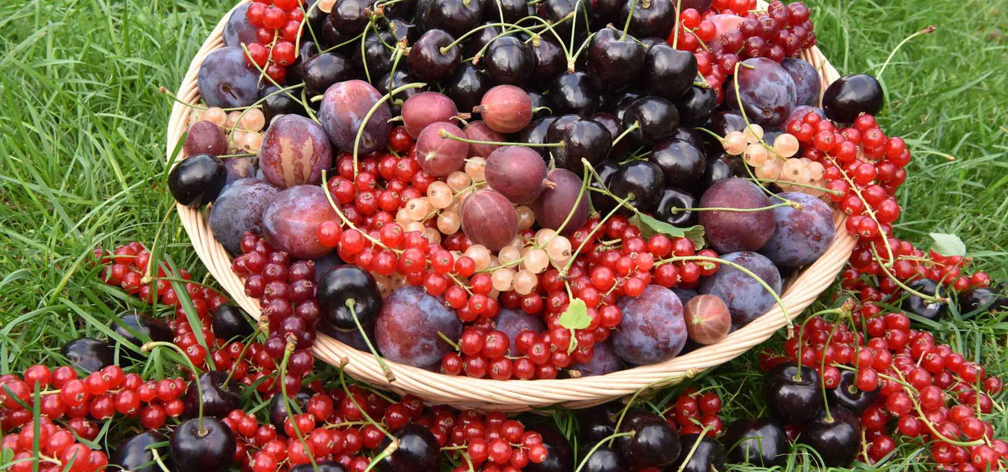 Boomgaard de Zoete kers Serooskerke - Zoek de boer