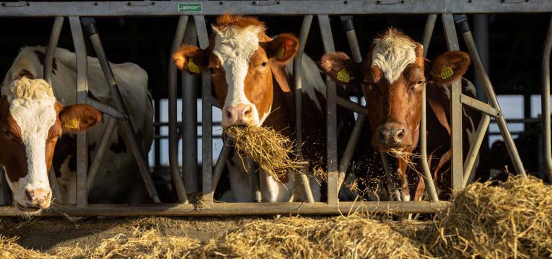 Boer Bert - Zoek de boer